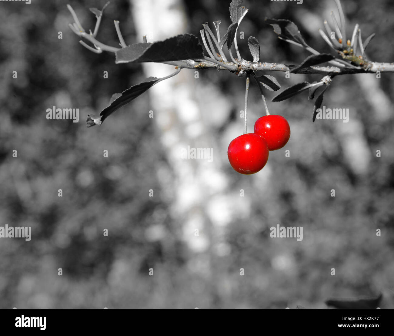 Chokecherry leaf hi-res stock photography and images - Alamy