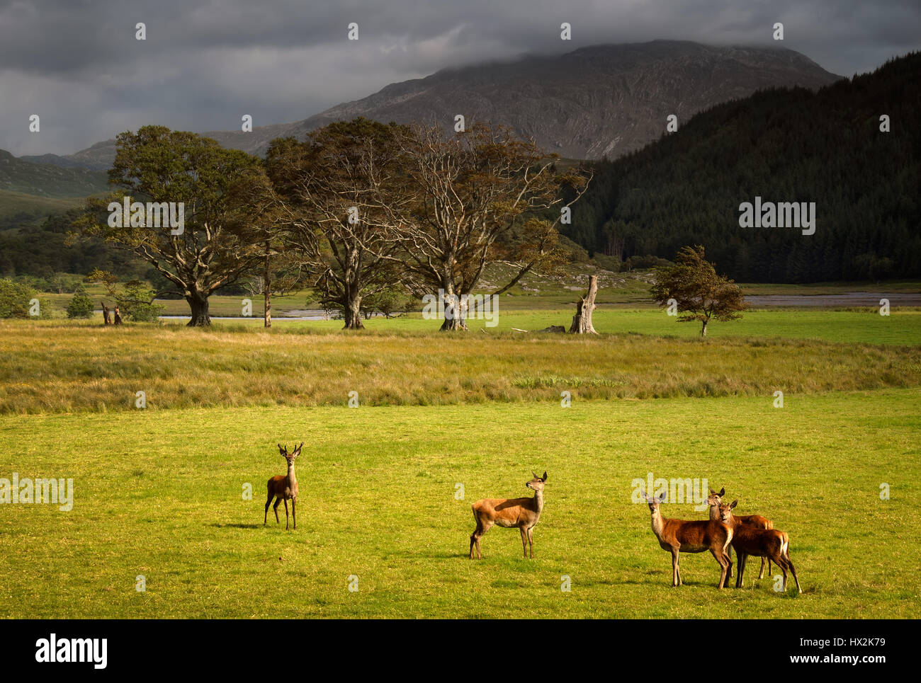 Red deer flock hi-res stock photography and images - Alamy
