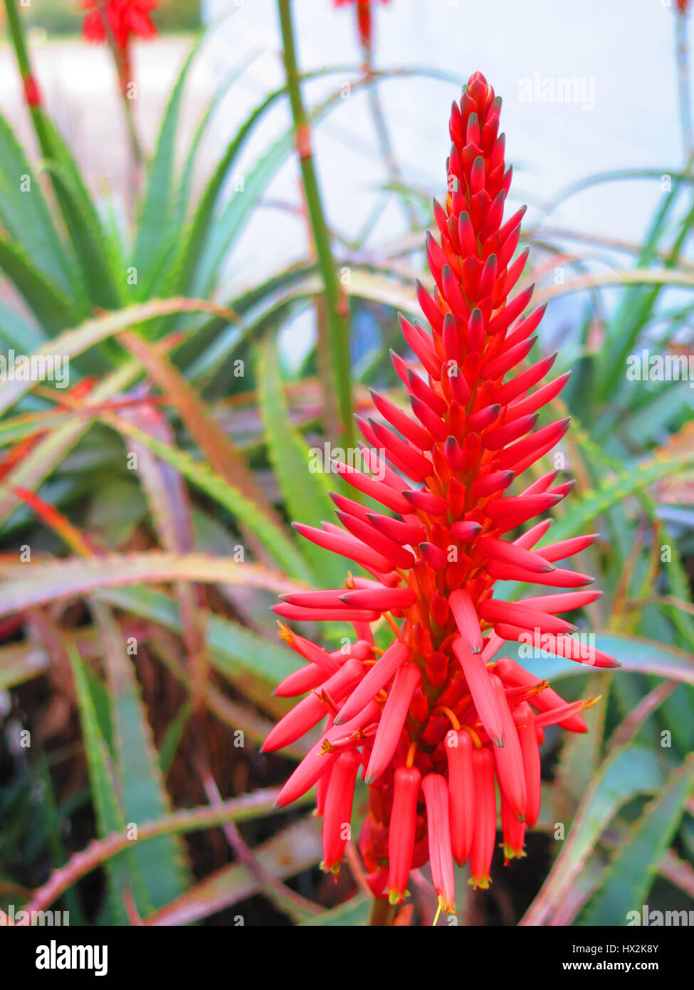 Aloe Vera, red hot poker type flower Stock Photo - Alamy