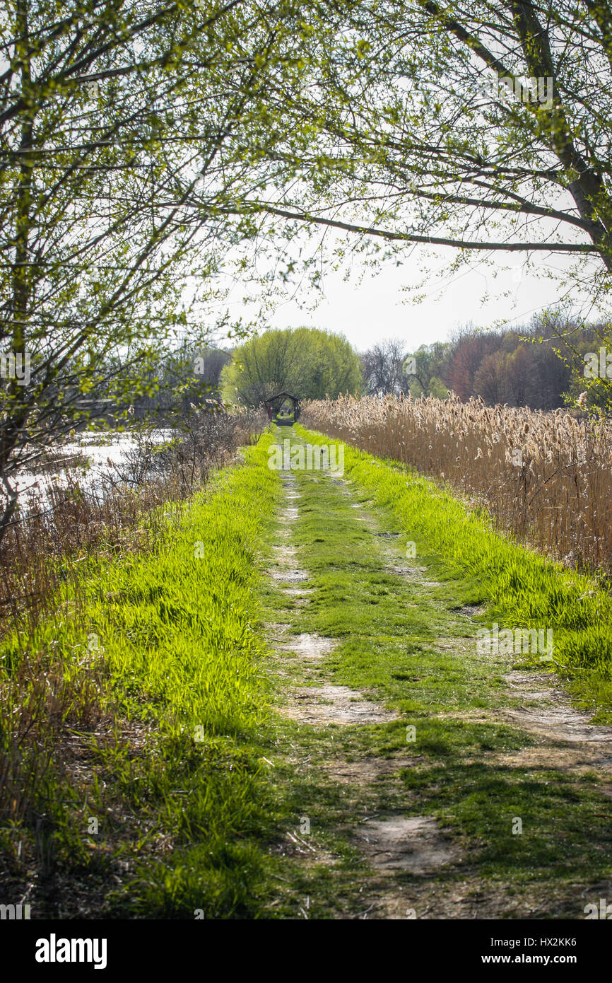 trail going through the swamp Stock Photo - Alamy
