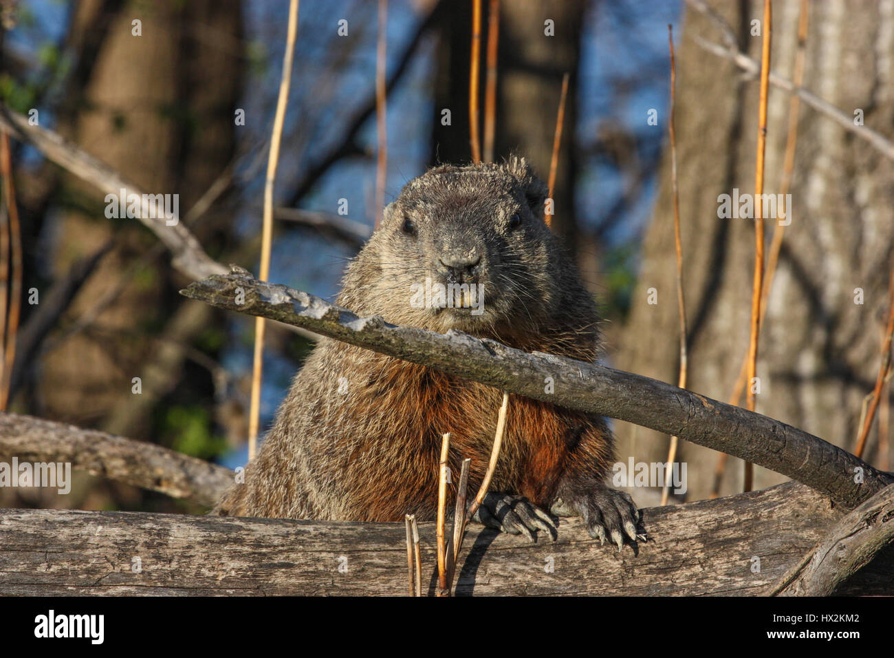 beaver in a pond Stock Photo - Alamy