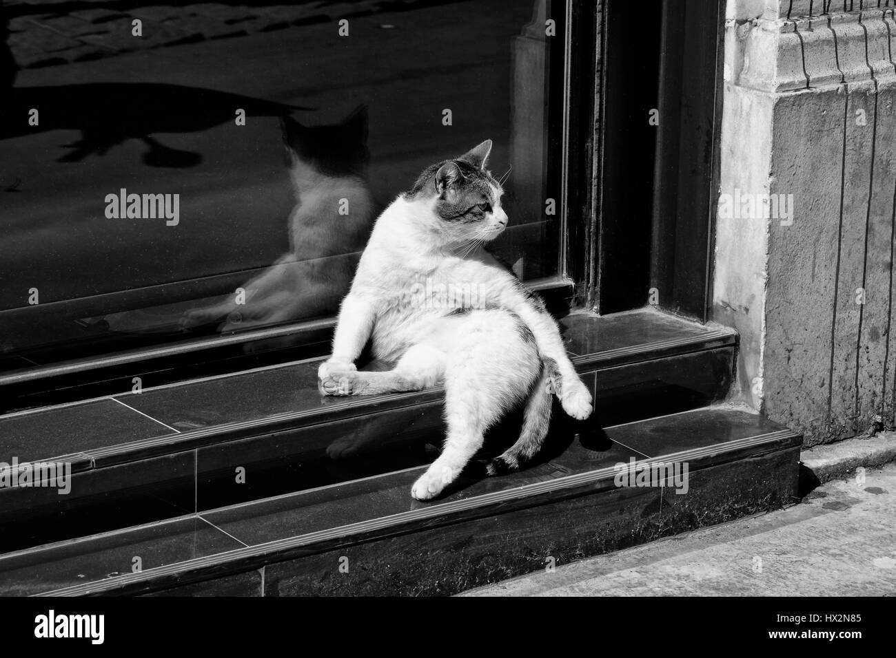 Cat on the way Black and White Stock Photos & Images - Alamy
