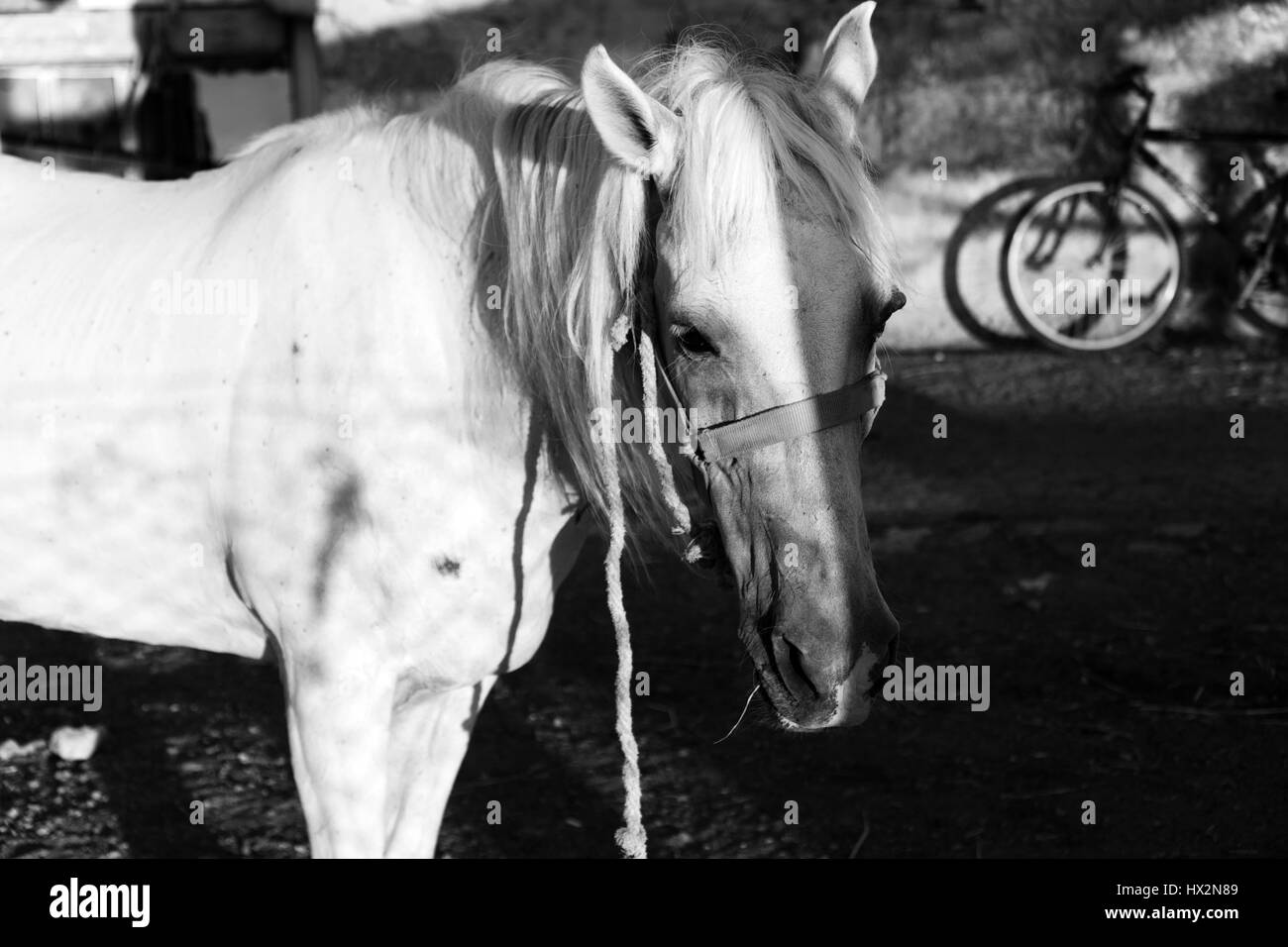 Rare shadow on white horse'es face Stock Photo - Alamy