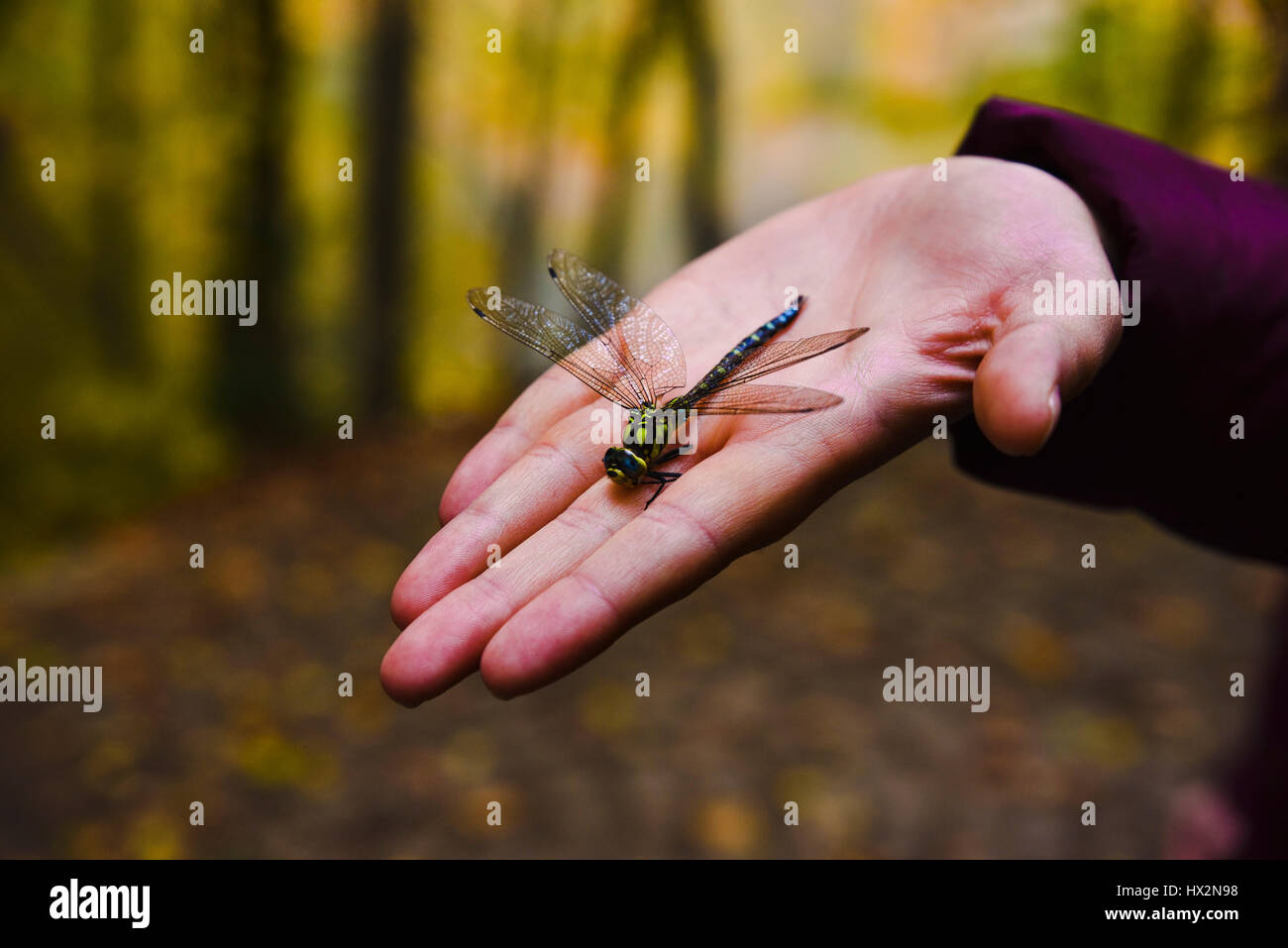 Dragonfly on Hand at Forest Stock Photo - Alamy