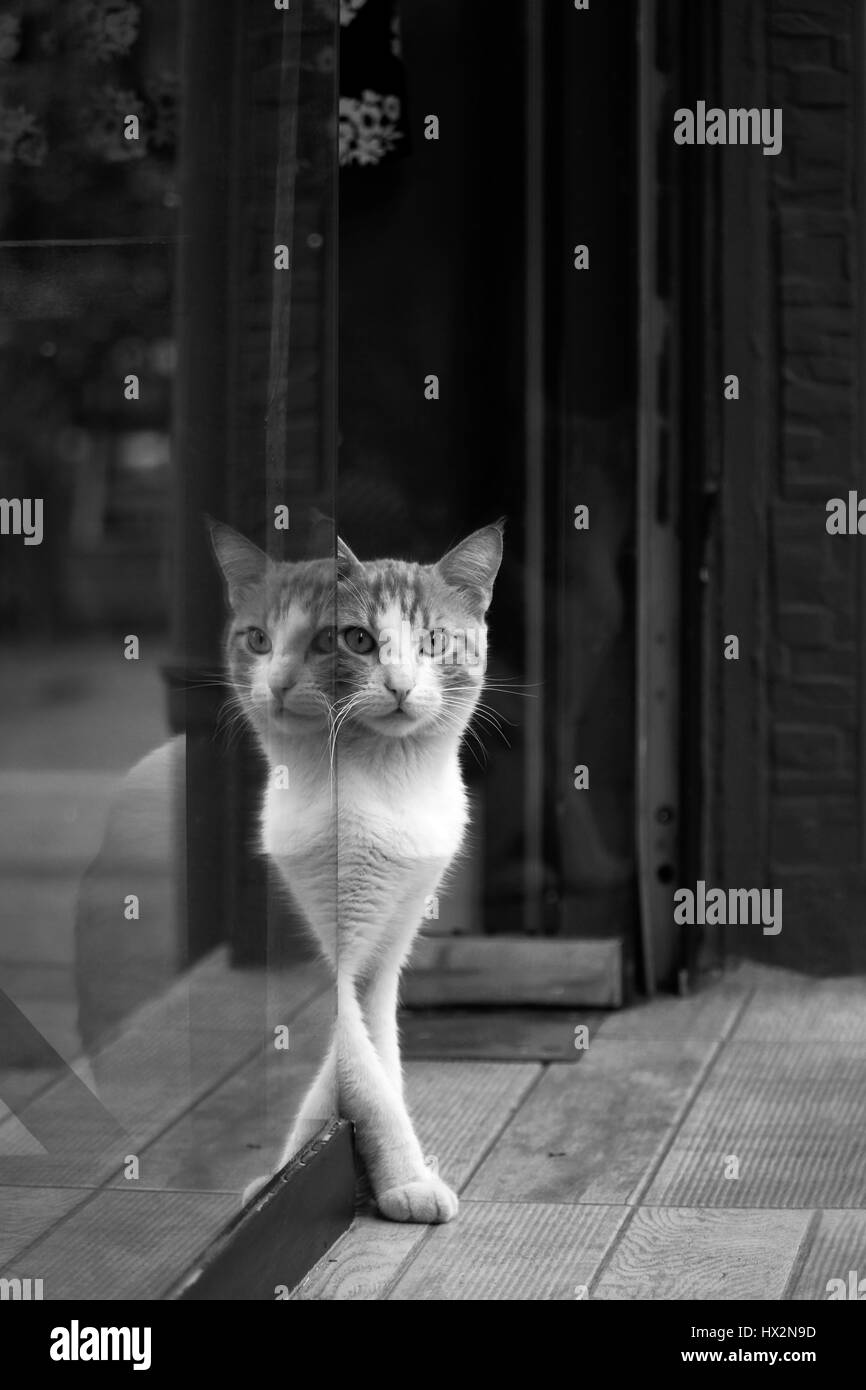 Two Colored Cat and Reflection on Store Window at Street Stock Photo ...