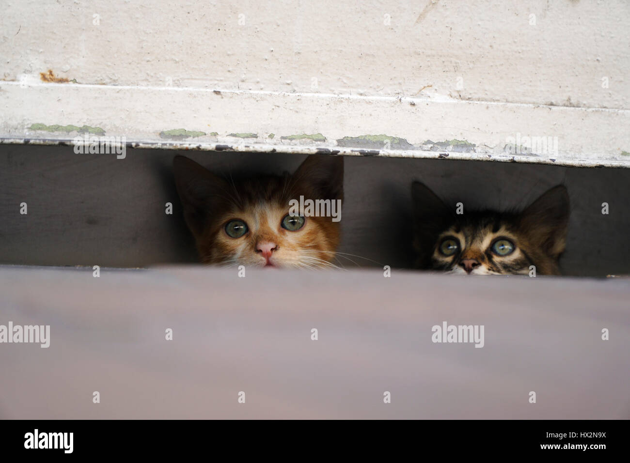 Adorable, curious and shy little kittens, are hiding at the pavement in ...