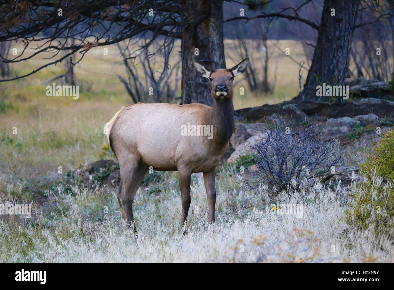 Female Elk Rocky Mountain National Park, Colorado Stock Photo - Alamy