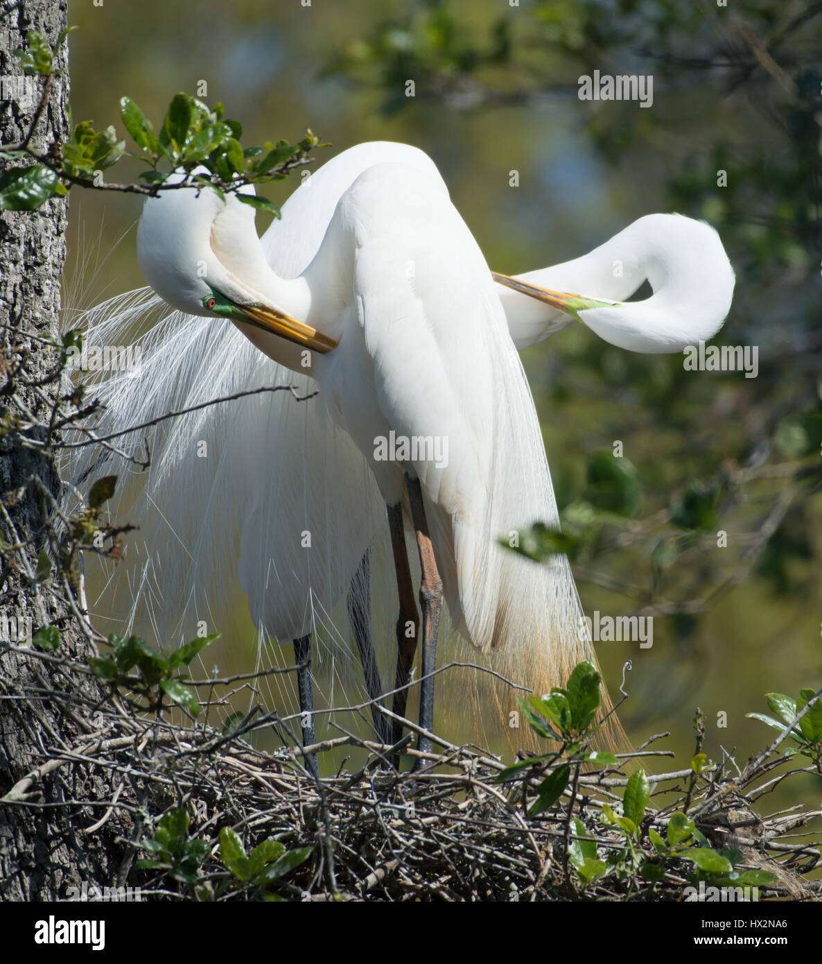 Great White Egret Stock Photo - Alamy