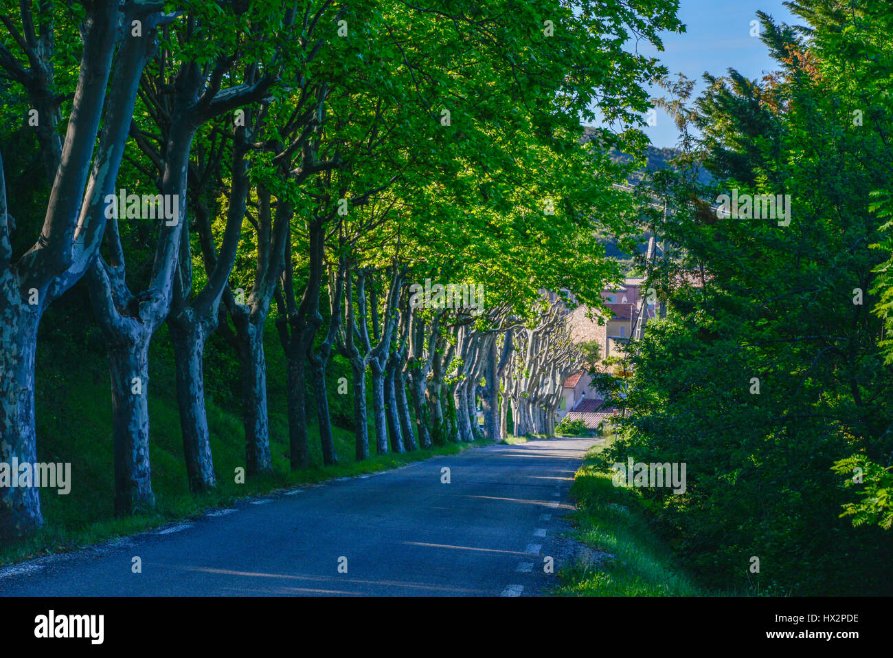 Typical tree lined road in Provence, France Stock Photo - Alamy