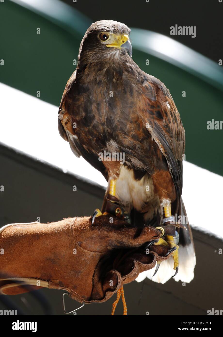 RUFUS THE WIMBLEDON HAWK PIGEO THE WIMBLEDON CHAMPIONSHIPS 20 THE ALL ...