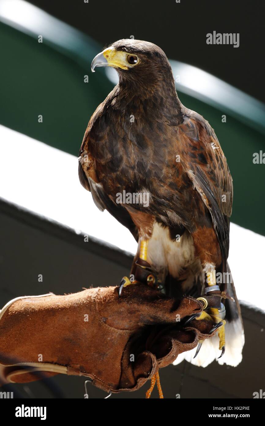 RUFUS THE WIMBLEDON HAWK PIGEO THE WIMBLEDON THE WIMBLEDON ...
