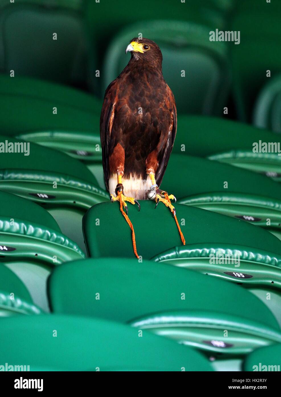 RUFUS THE WIMBLEDON HAWK PIGEO THE WIMBLEDON CHAMPIONSHIPS 20 THE ALL ...