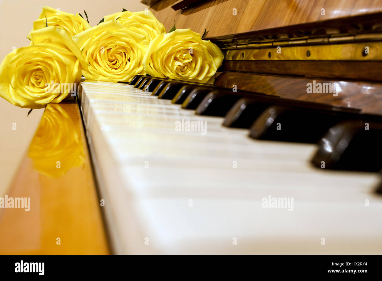 Beautiful yellow roses lie on black and white piano keyboard Stock ...