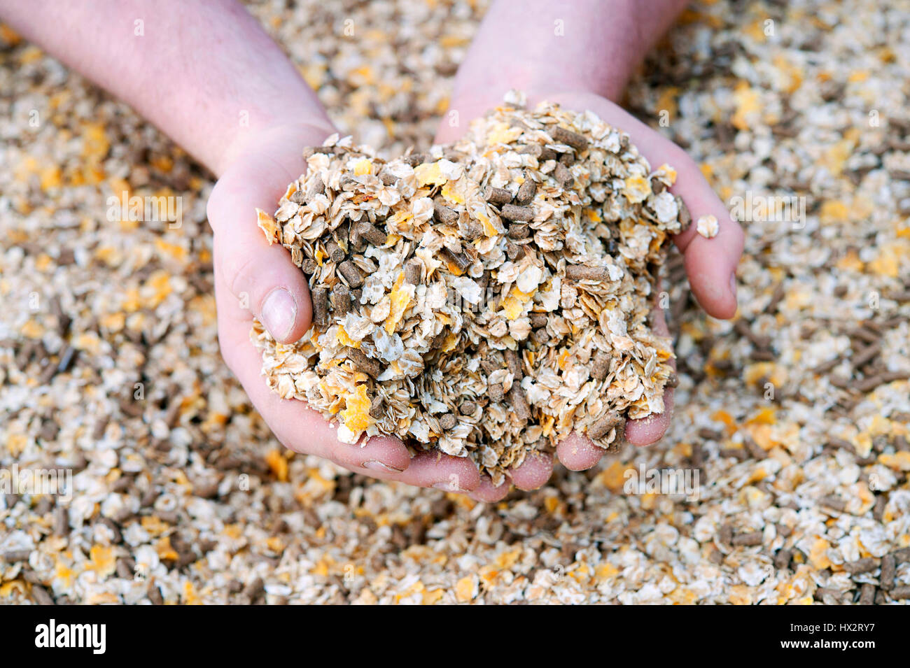 Processing animal hi-res stock photography and images - Alamy