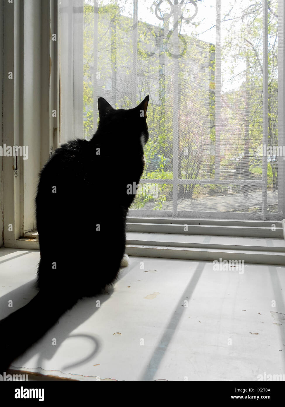 Cat silhouette hi-res stock photography and images - Alamy