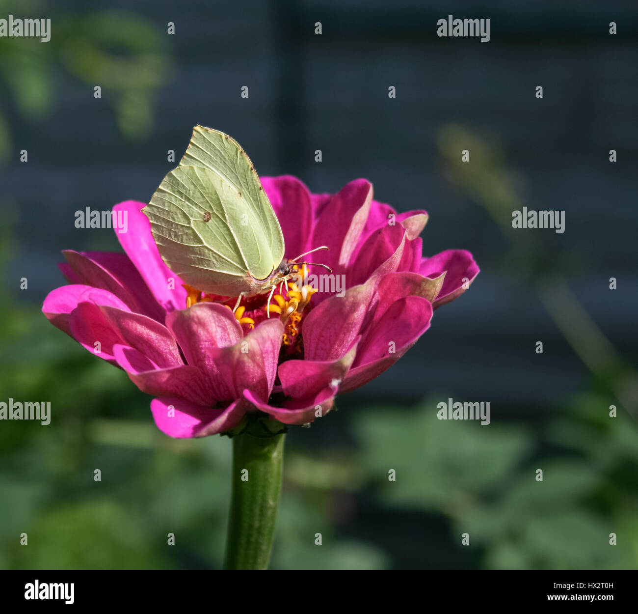 Lemon pink wing hi-res stock photography and images - Alamy