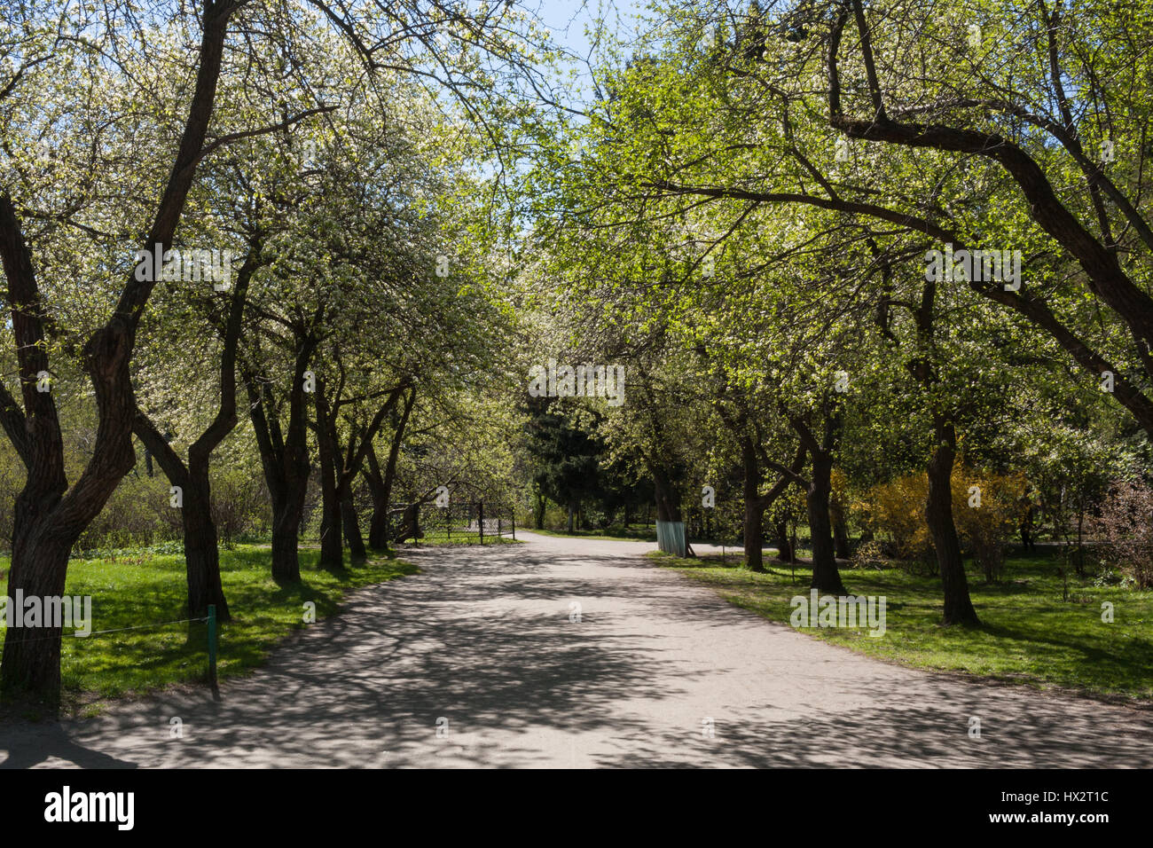Blossoming apple trees alley in urban park. Play of light and shadow on ...