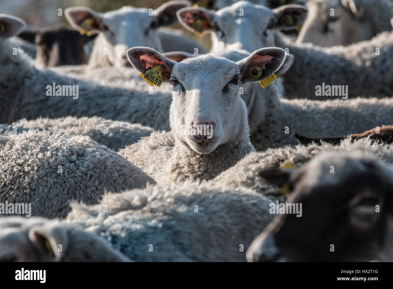 Salt meadow sheep Stock Photo - Alamy