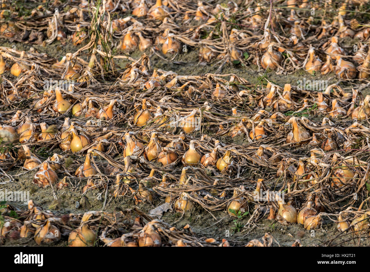 Onions in the field before the harvest Stock Photo - Alamy