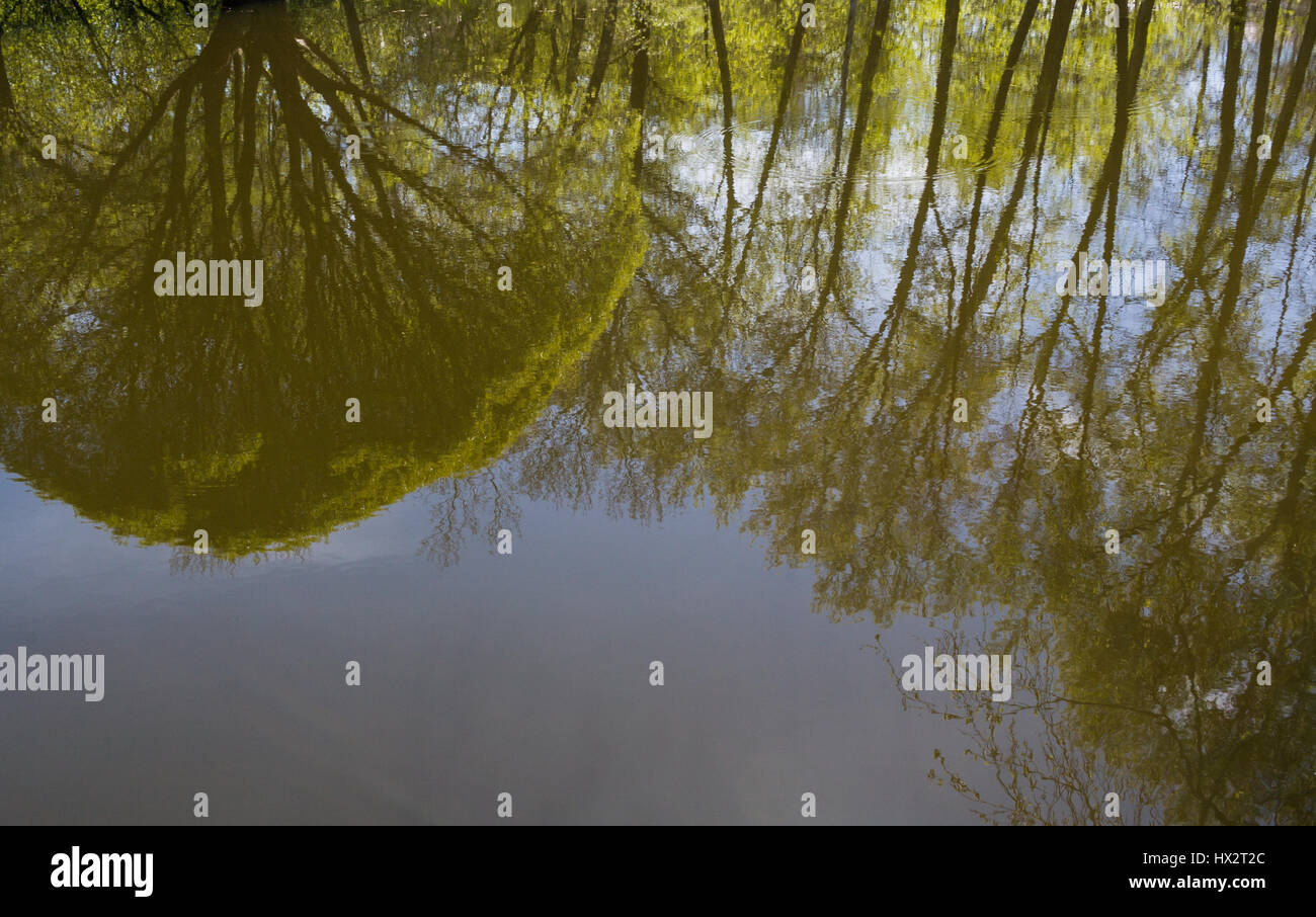 Reflection of spreading willow and poplars in surface of water in early ...