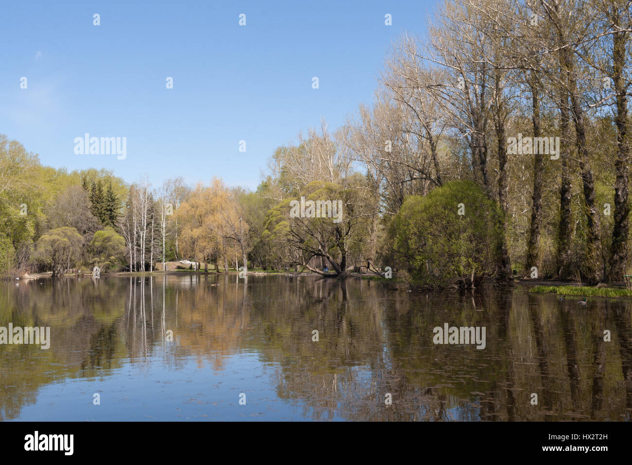 Spring panoramic landscape. Trees in urban park and their reflection in ...