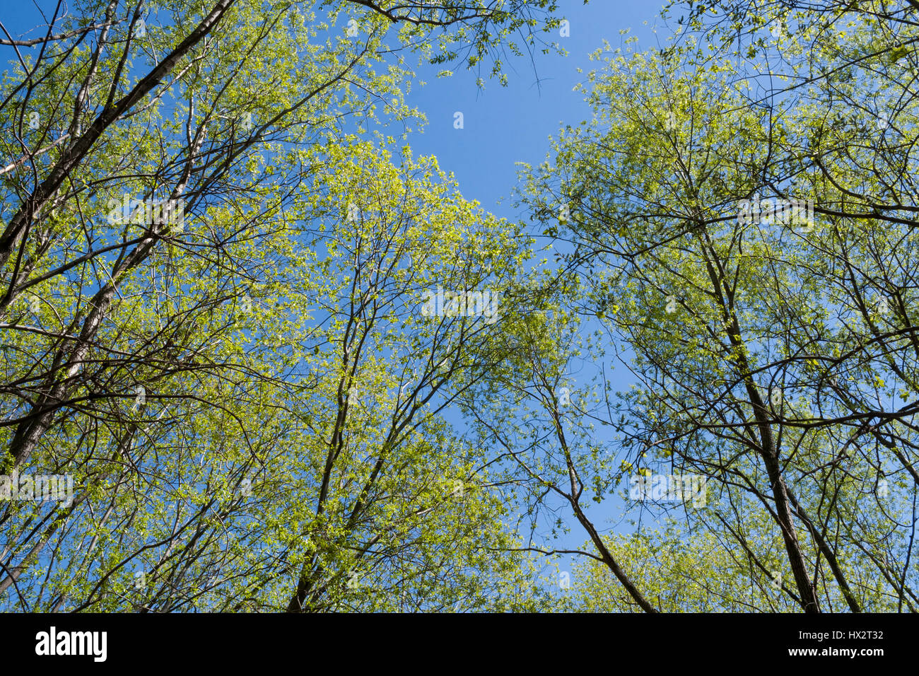 Tilt up on tall tree hi-res stock photography and images - Alamy