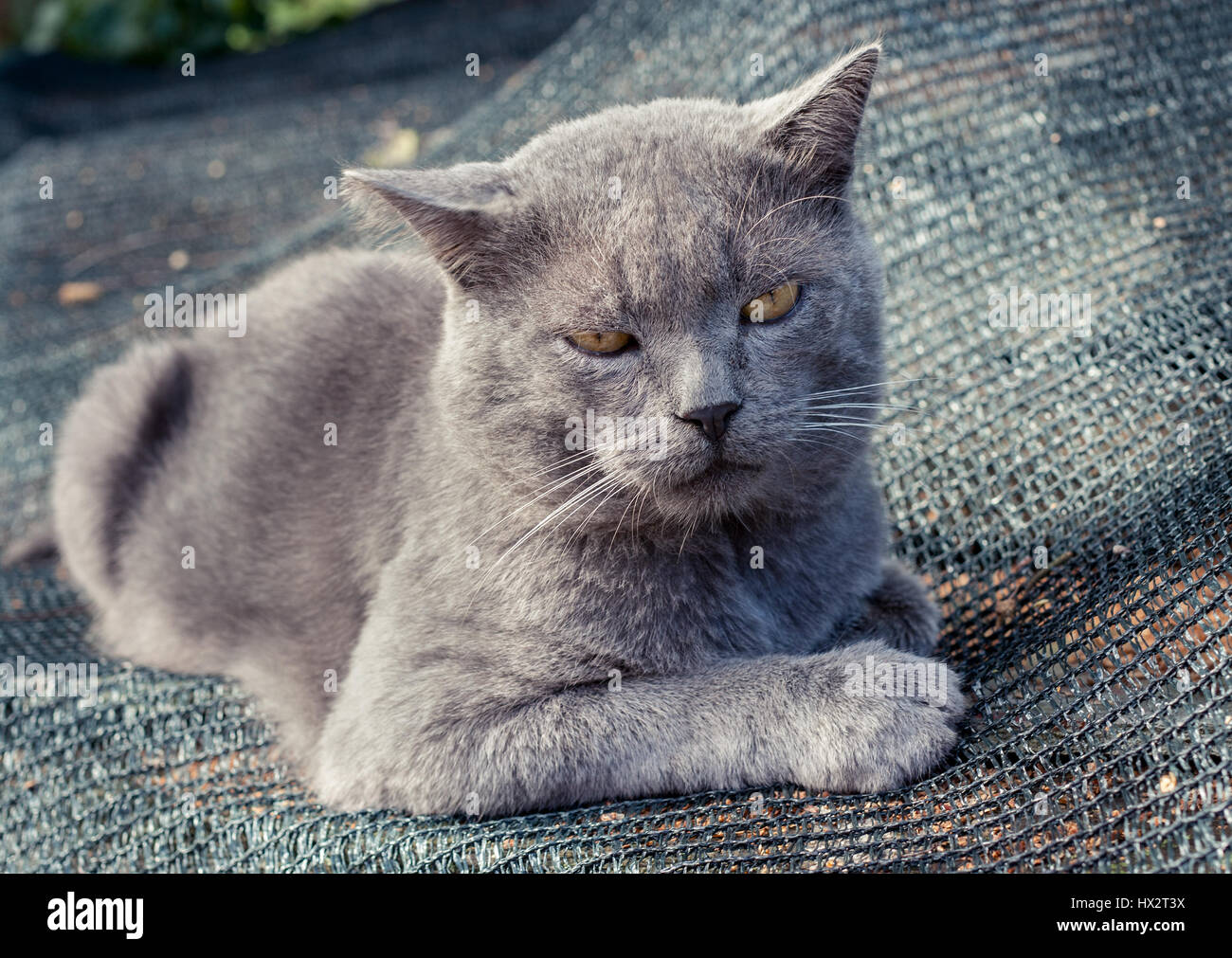 Displeased gray cat with yellow eyes is lying on gray grid Stock Photo ...
