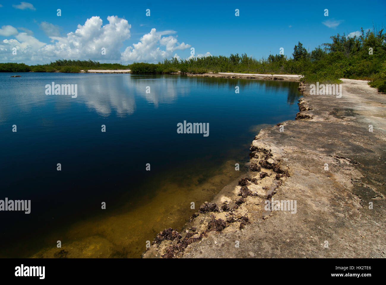 edge of coral off of the Florida keys Stock Photo - Alamy