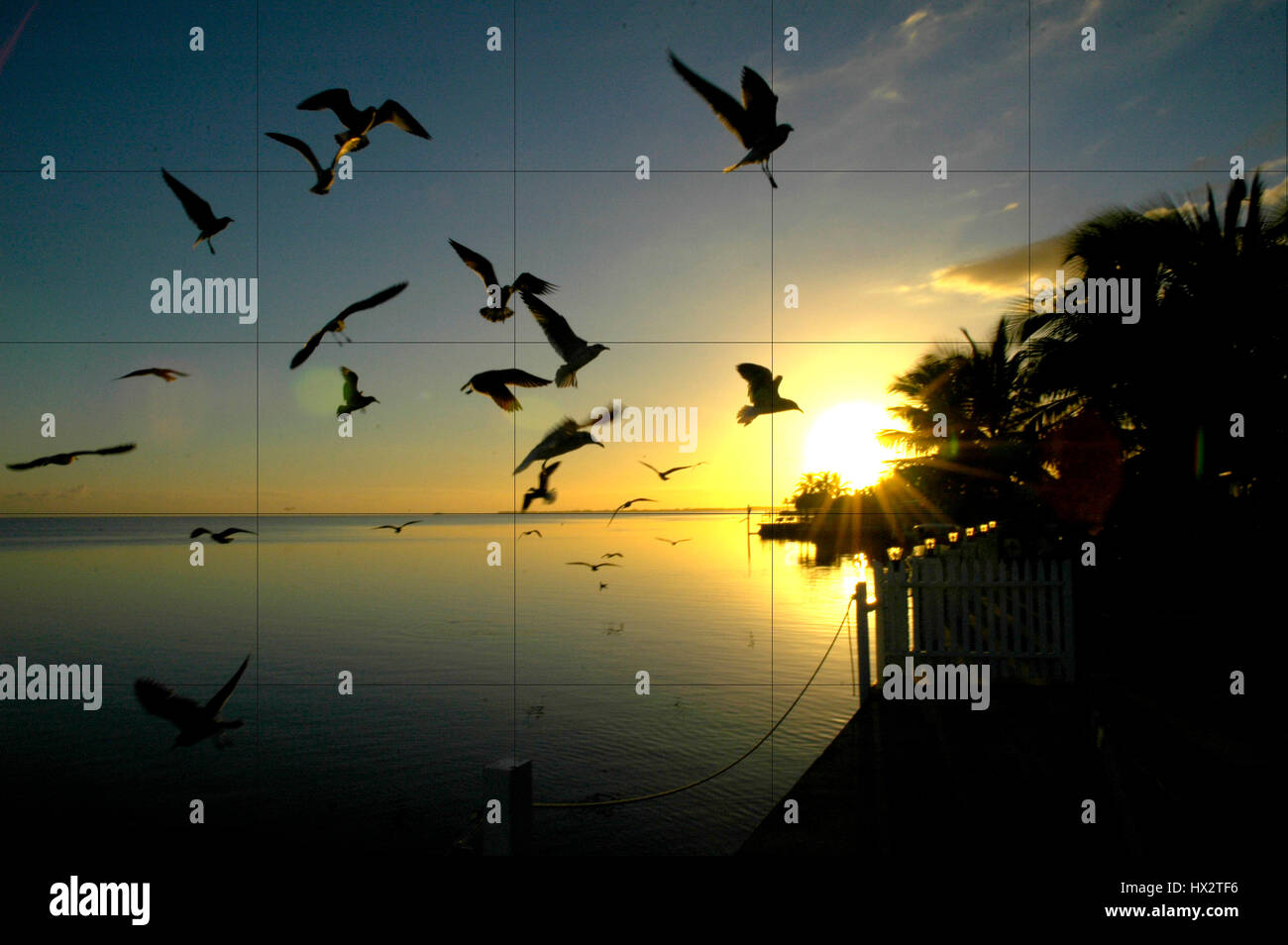 seagulls flying sunset over ocean with dock reflection Stock Photo - Alamy