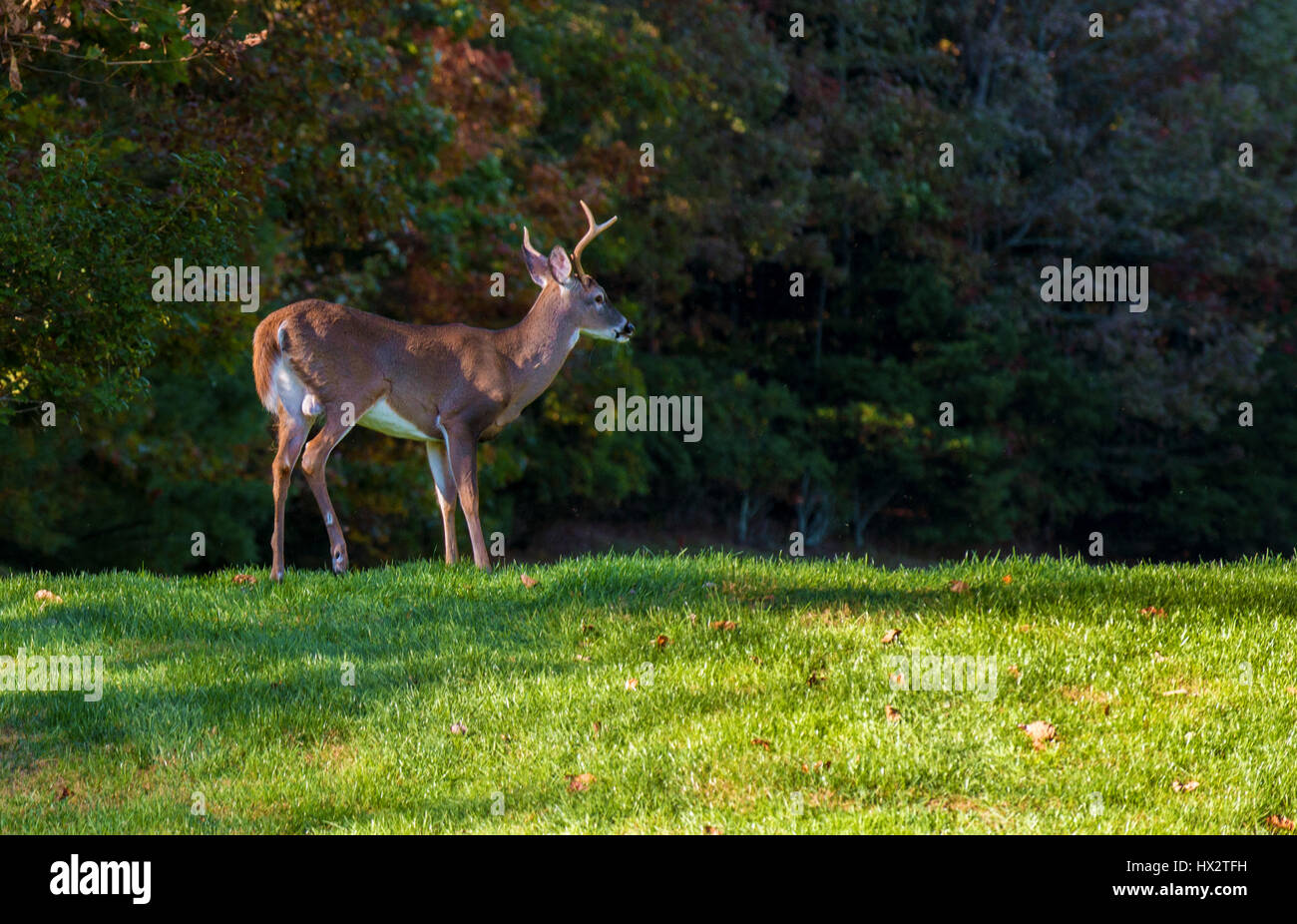 young buck in grass Stock Photo - Alamy