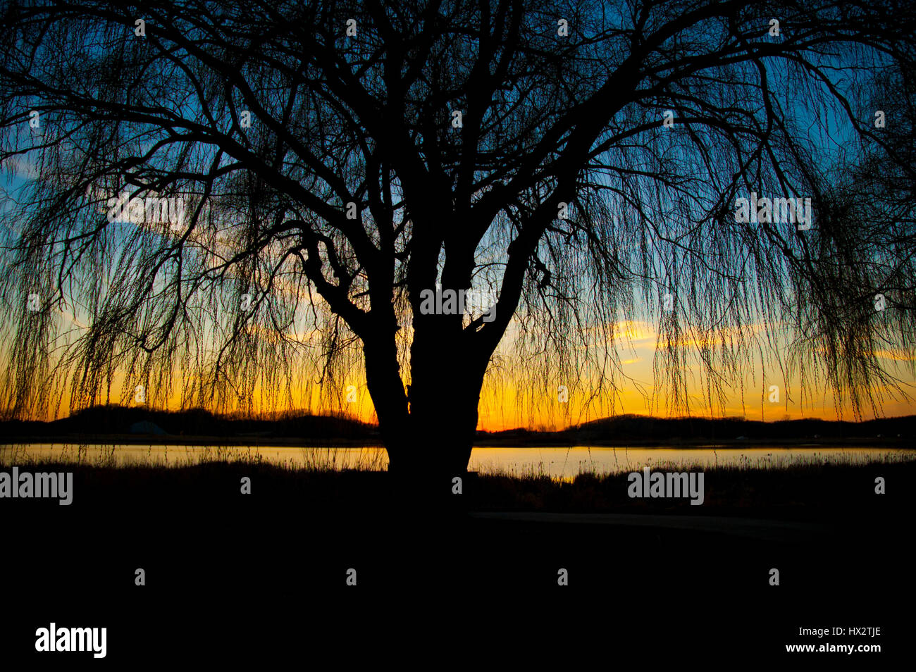 sunrise on lake with willow tree in foreground Stock Photo - Alamy