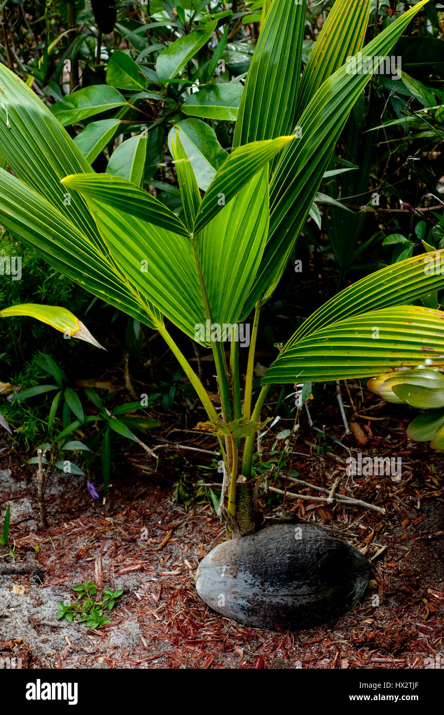 coconut with tree growing from it Stock Photo - Alamy