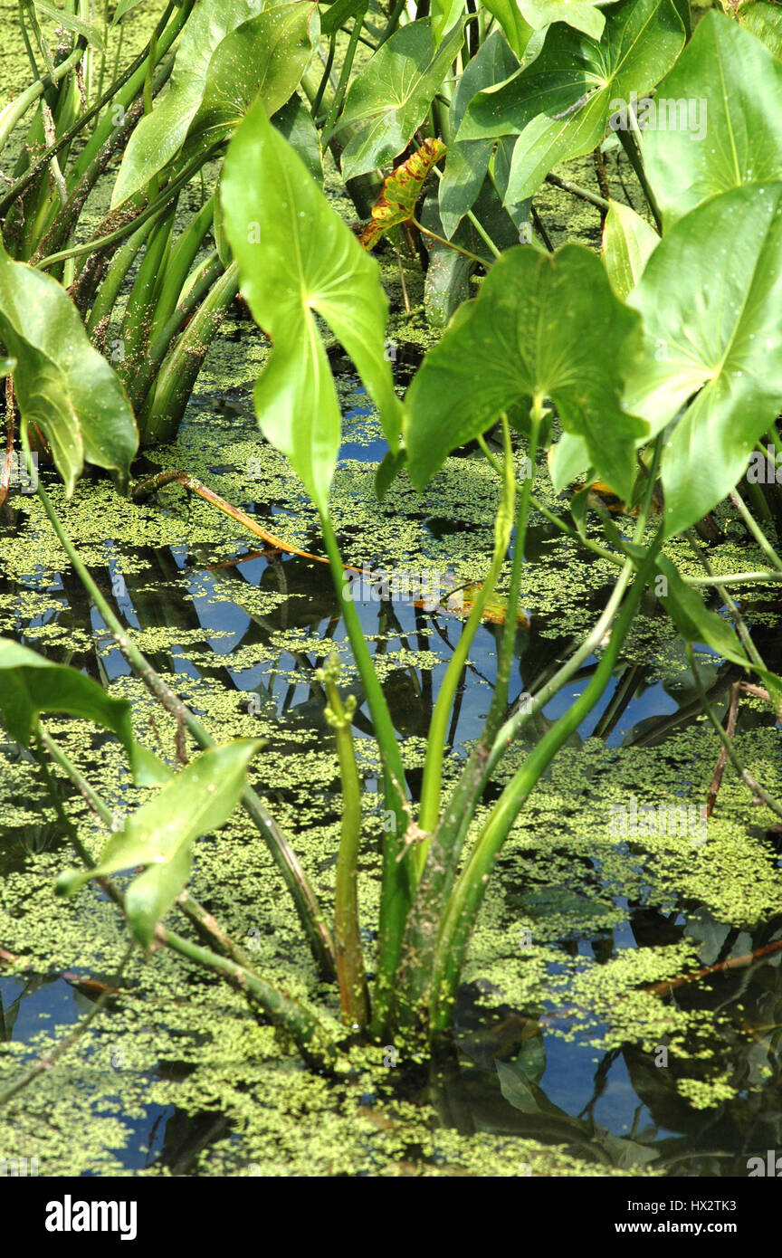 swamp with green algae Lilly pads Stock Photo - Alamy
