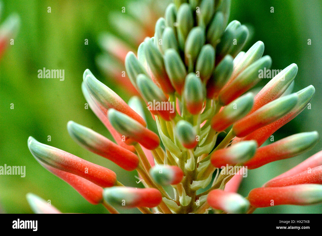 aloe flowering plant Stock Photo - Alamy