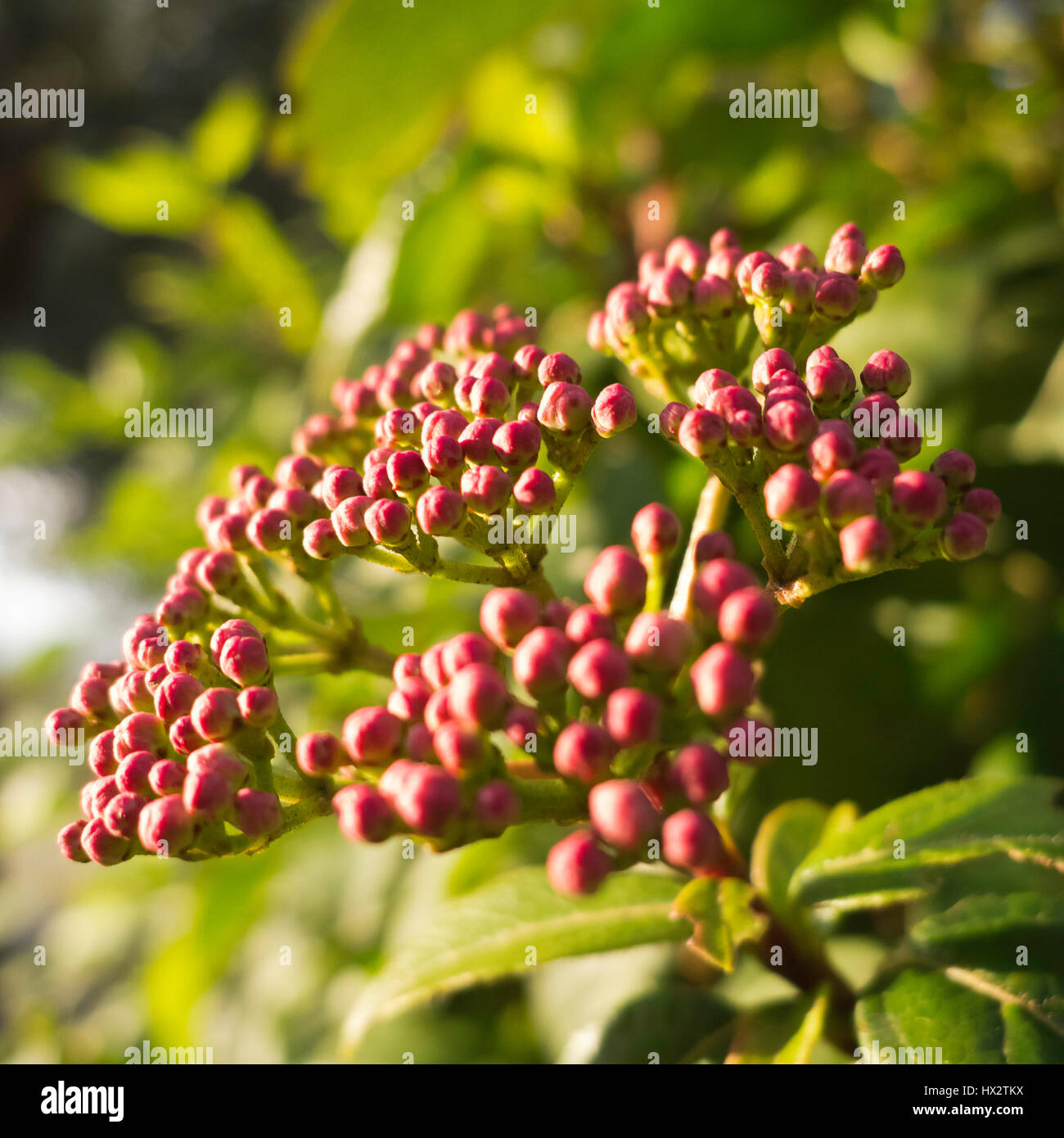 Flower in backlight Stock Photo - Alamy