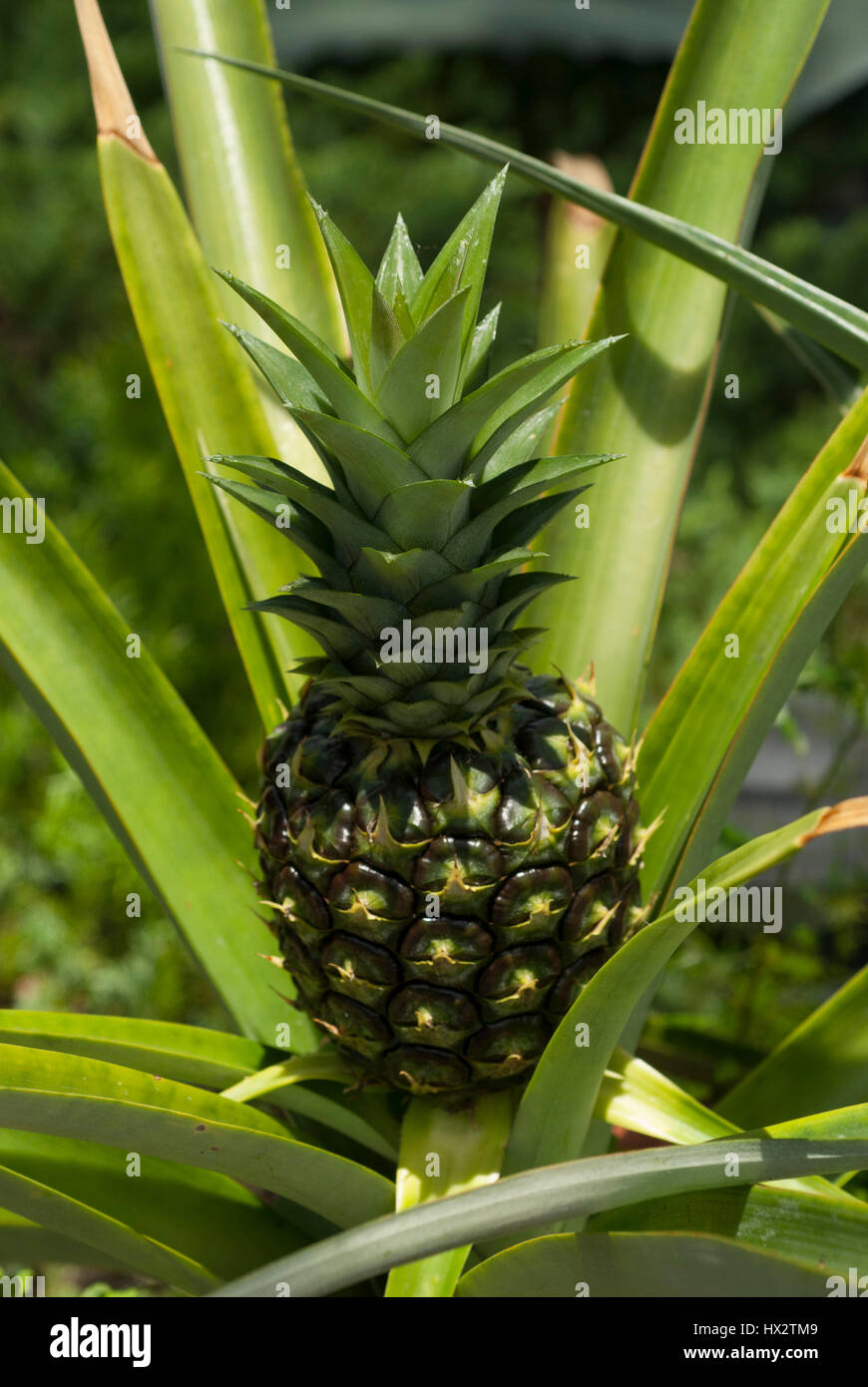 green pineapple growing Stock Photo - Alamy