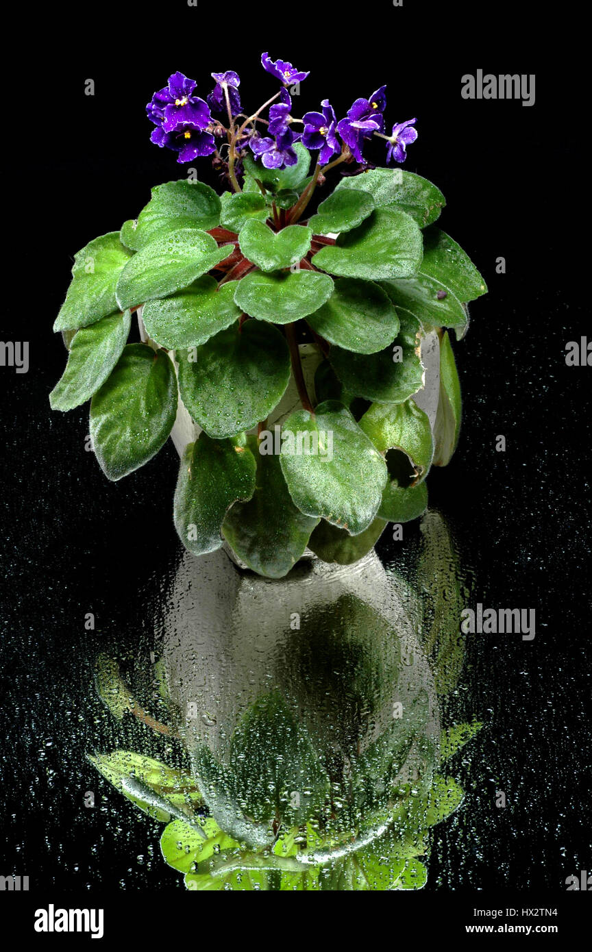 Purple Violets High Resolution Stock Photography and Images - Alamy