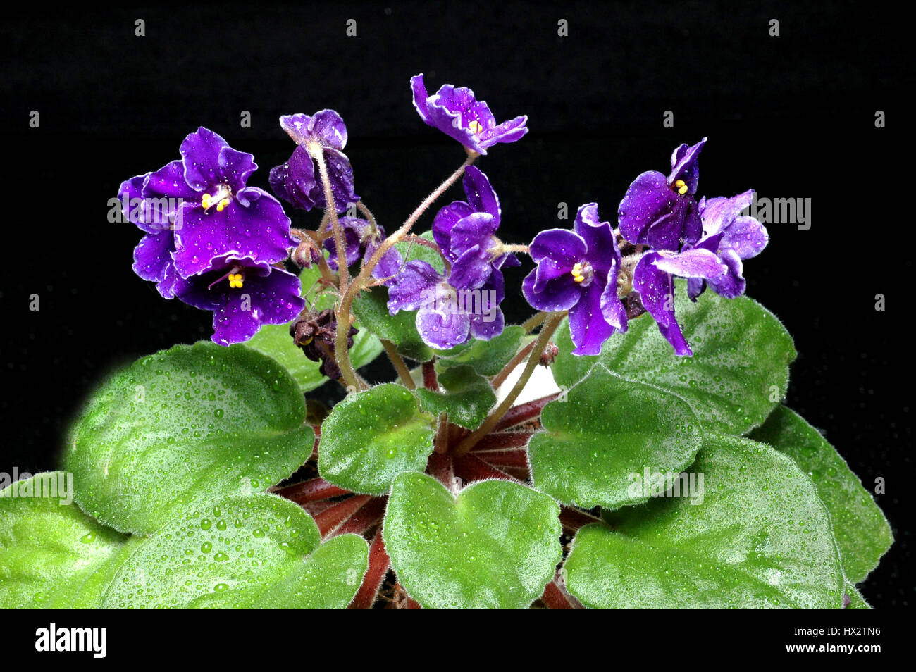 purple violets close up Stock Photo - Alamy