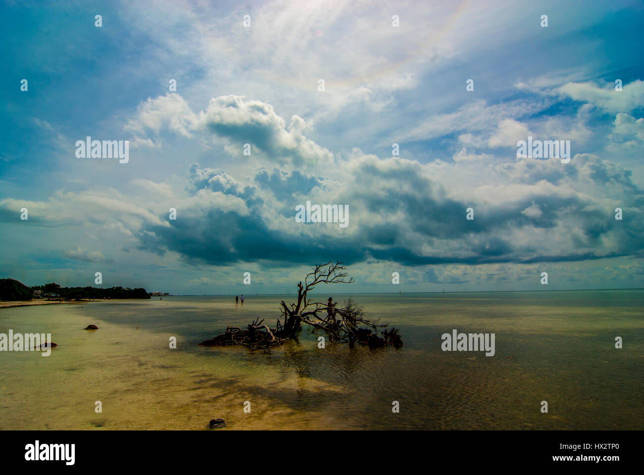 dead tree in the ocean Stock Photo - Alamy