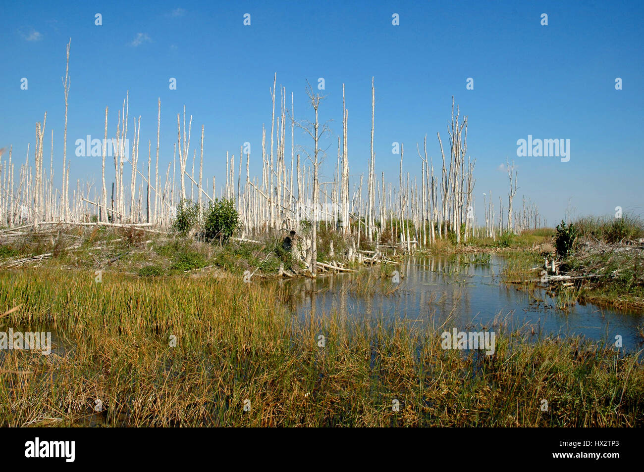 Swamp with dead trees hi-res stock photography and images - Alamy
