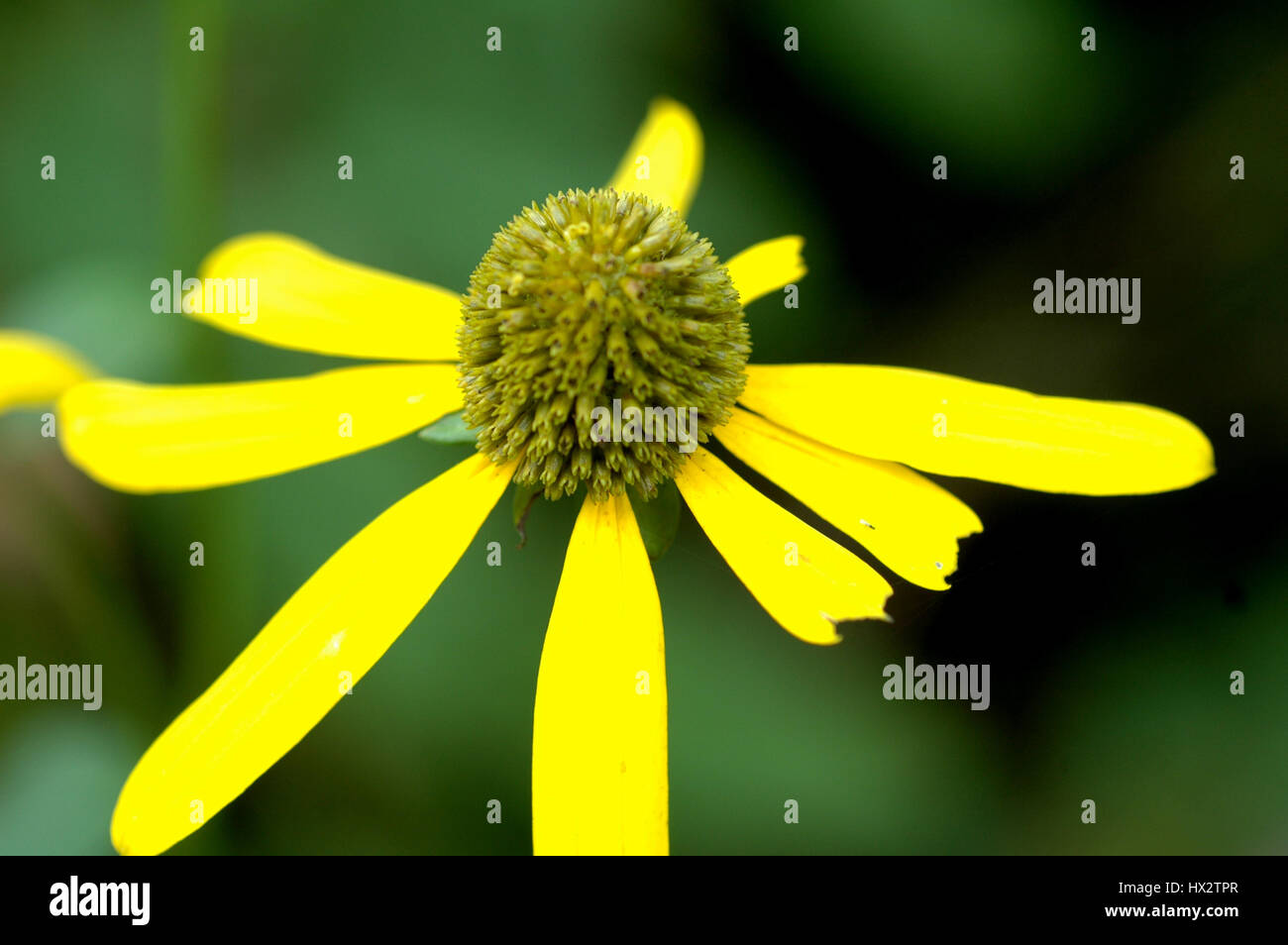 daisy flower blooms Stock Photo - Alamy
