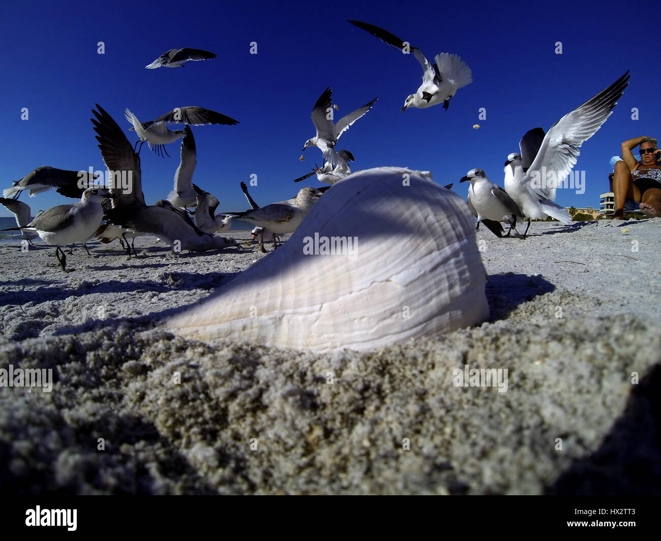 large sea shell on beach with seagulls Stock Photo - Alamy