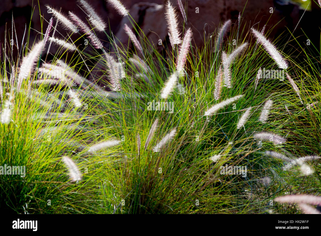 Swamp grass hi-res stock photography and images - Alamy