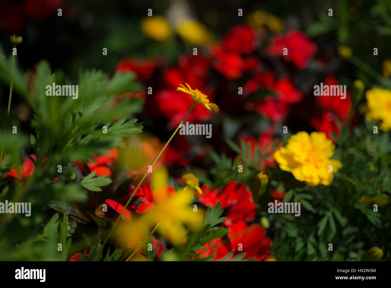 Multiple flowering blooms hi-res stock photography and images - Alamy