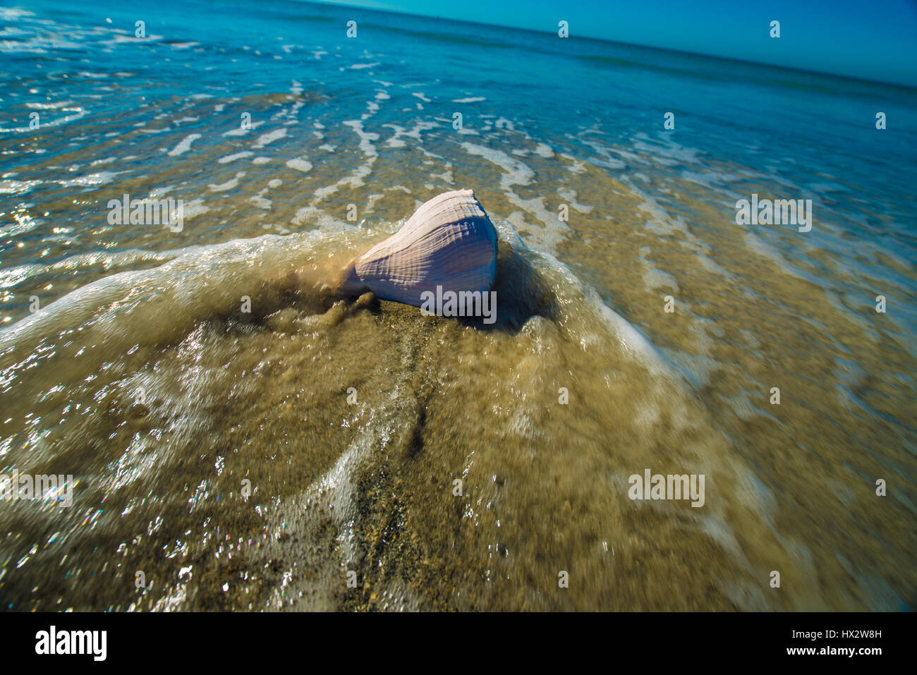 large sea shell in water on beach Stock Photo - Alamy