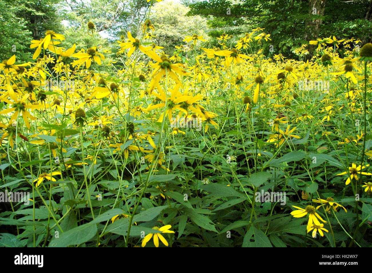 Flowering of daisies hi-res stock photography and images - Alamy