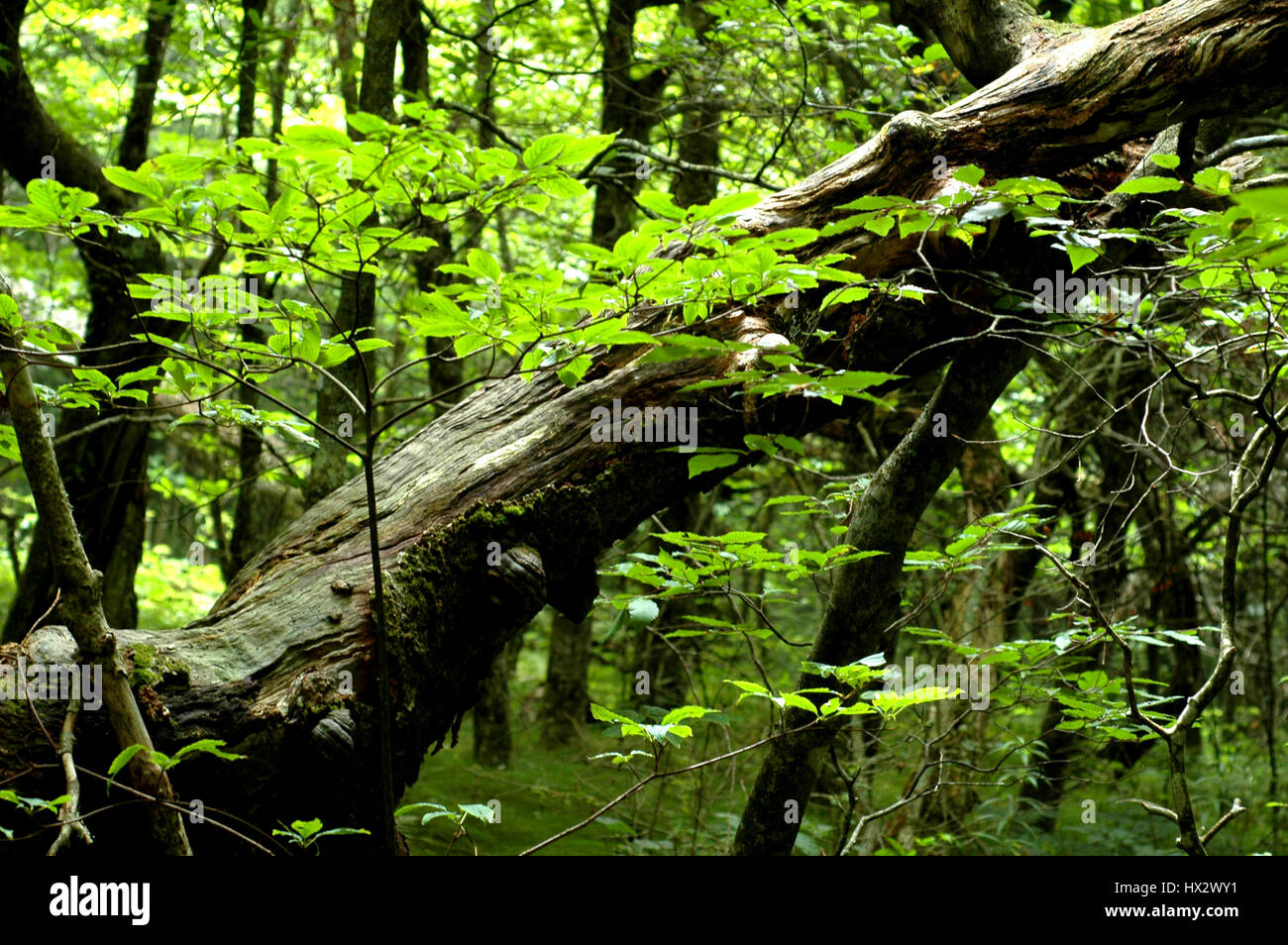wild country forest Stock Photo - Alamy
