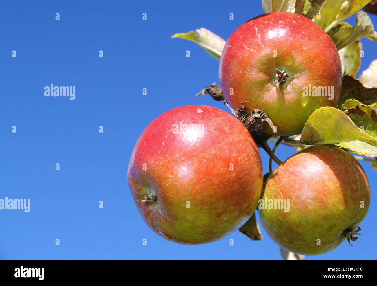 Dew drenched ripe heritage variety apples hang from a tree bough in an ...