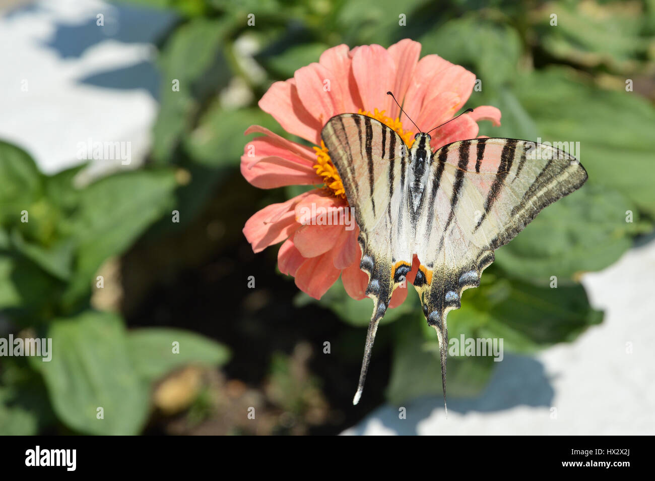 close up close-up of a black and white swallowtail butterfly open wings ...