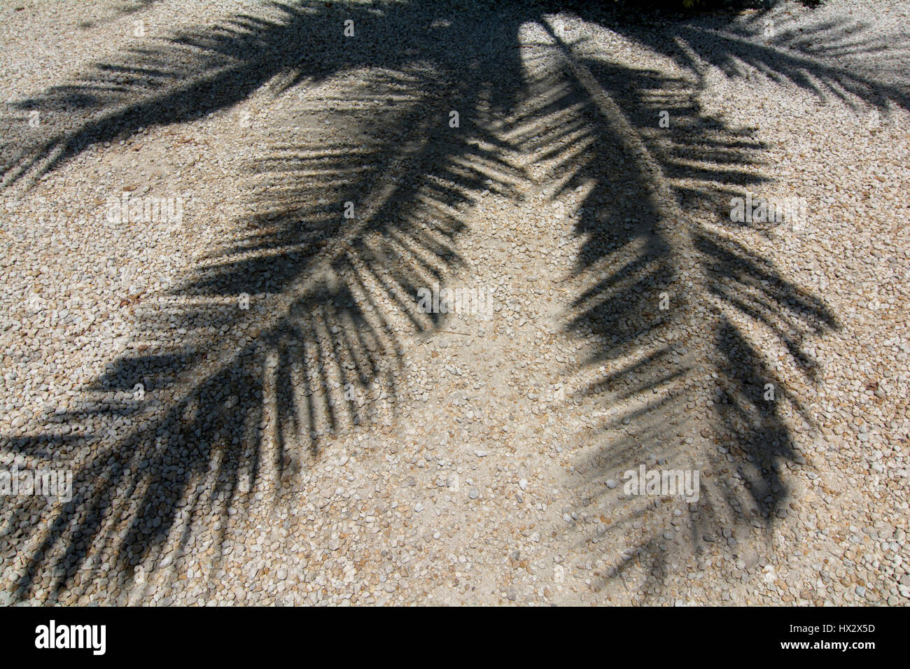 palm tree shadow Stock Photo - Alamy